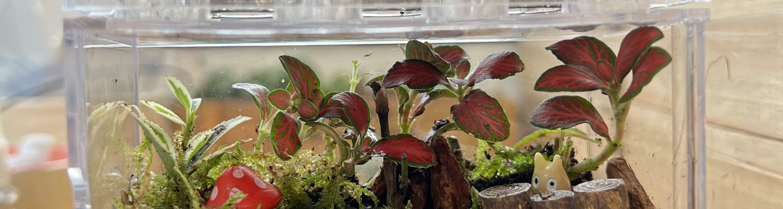 Kelas Buatan Tangan - Lokakarya Terarium Mini｜ Causeway Bay - Klook ...