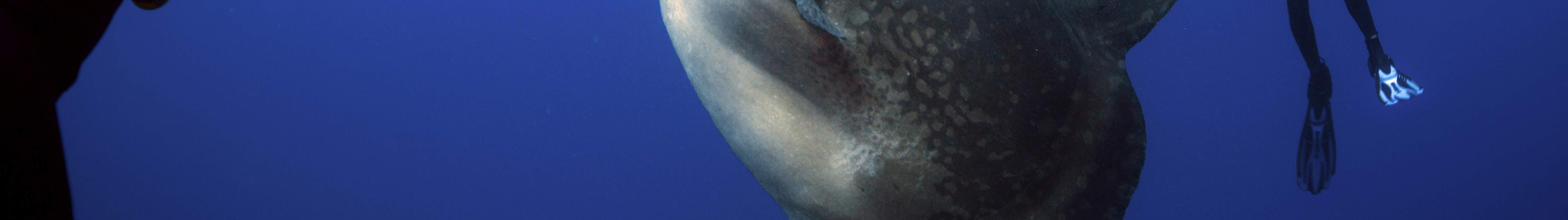 Dive Into Excitement: Fun Dive in Bali with PADI 5 Star IDC Resort - Klook