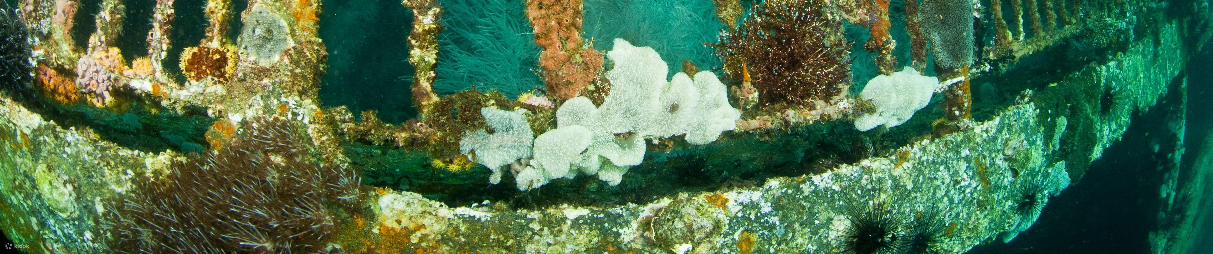 Menyelam Lebih Dalam: Penyelam Perairan Terbuka Tingkat Lanjut PADI di Malapascua dengan CDC ...