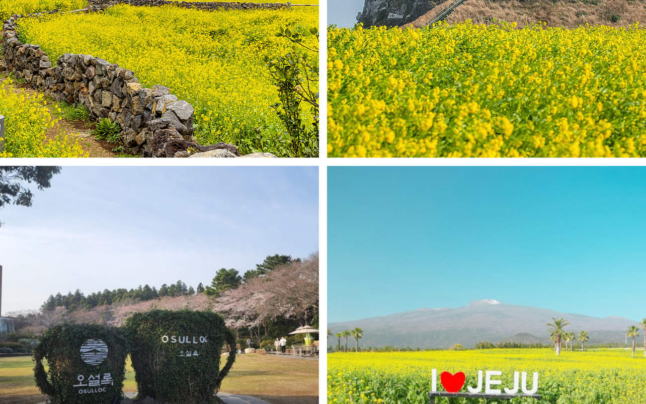 2025 Jeju's Canola Flower Tour With UNESCO Spot, Hotel Pick Up - Klook ...