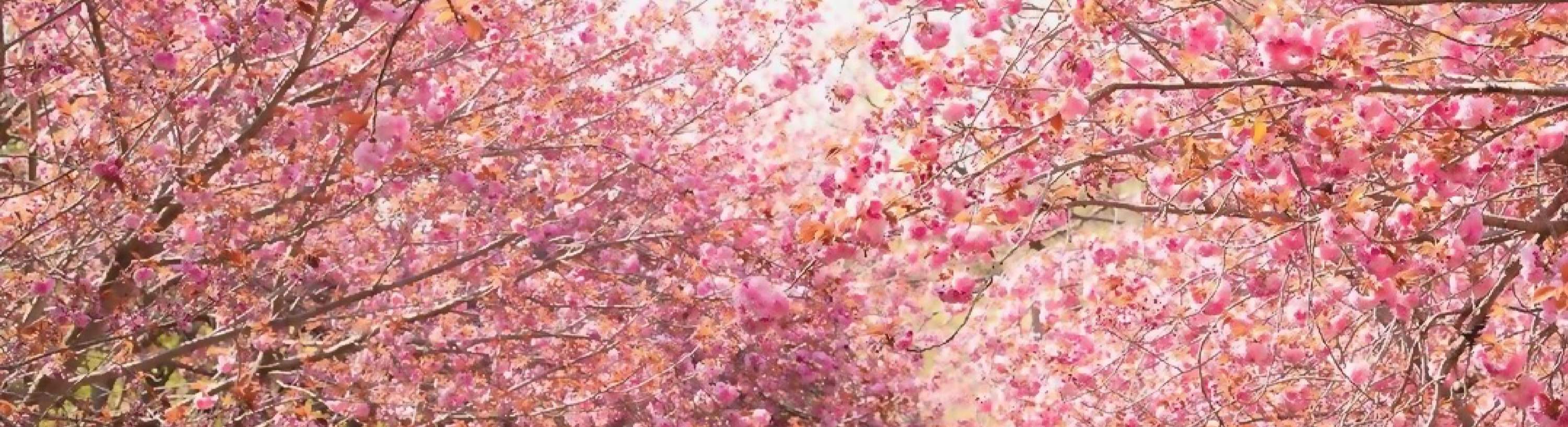 Cherry Blossom Suwon Hwaseong Fortress Tour from Seoul - Klook United ...