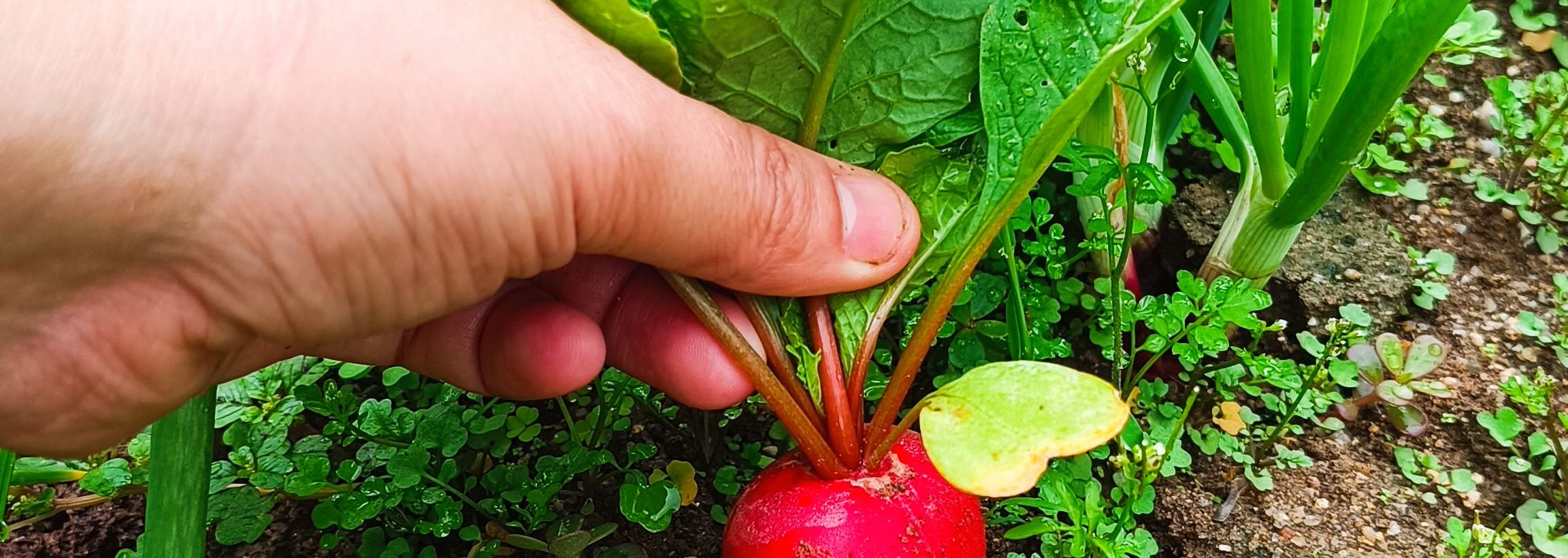 Jim's Vegetable Farm Ticket in Cameron Highlands - Klook United Kingdom