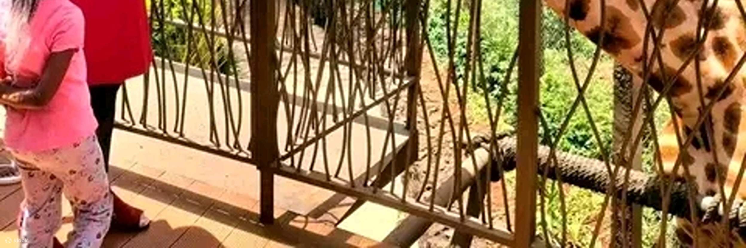 Mombasa: Guided Nature Walk Amongst Giraffes - Klook United States