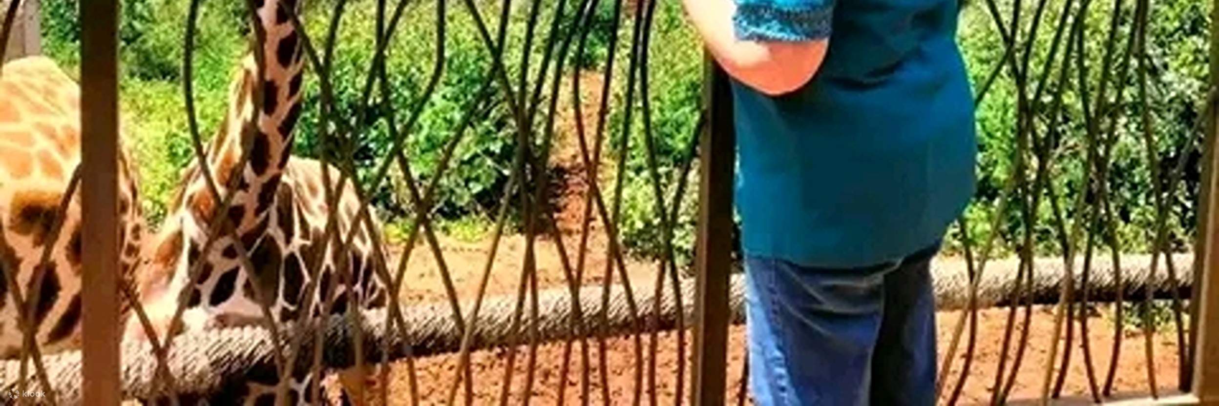 Mombasa: Guided Nature Walk Amongst Giraffes - Klook India