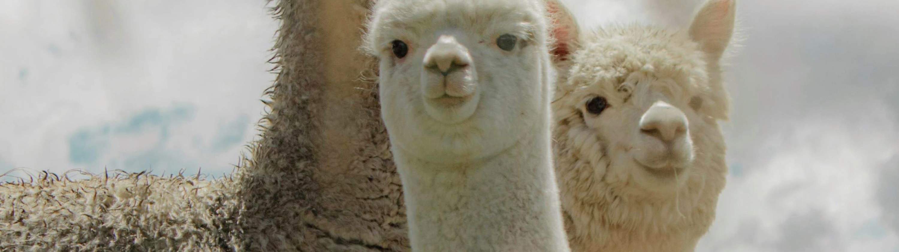 Nami Island & Eobi Ice Valley & Panorama Field & Morning Calm Tour - Klook