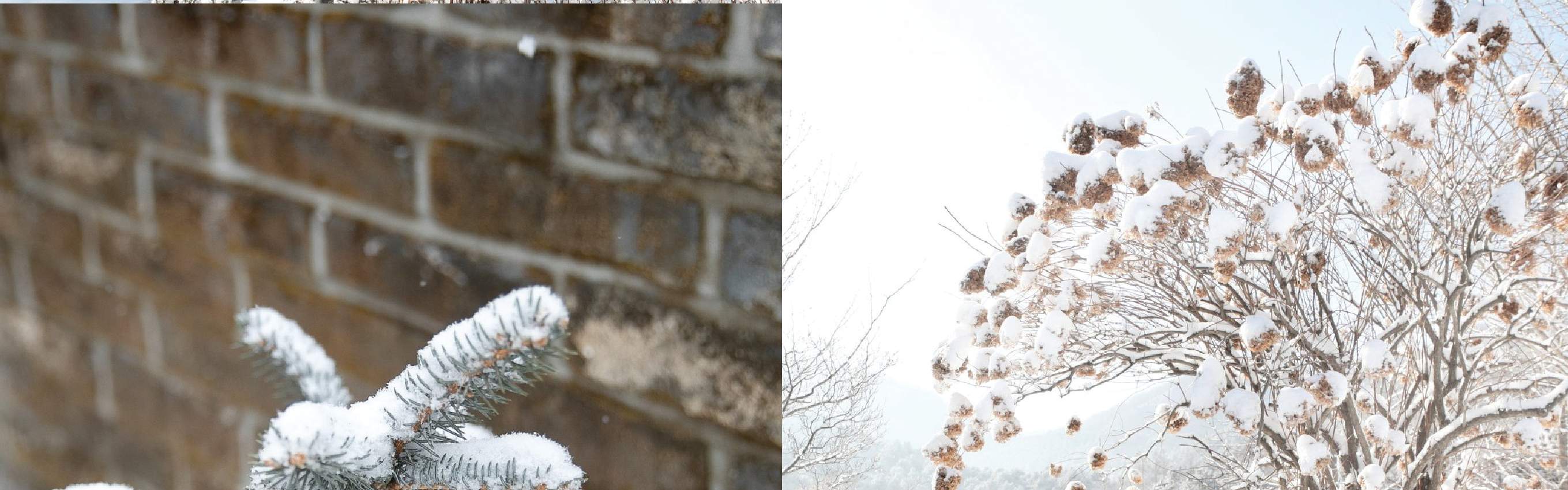 Nami Island & Eobi Ice Valley & Panorama Field & Morning Calm Tour ...