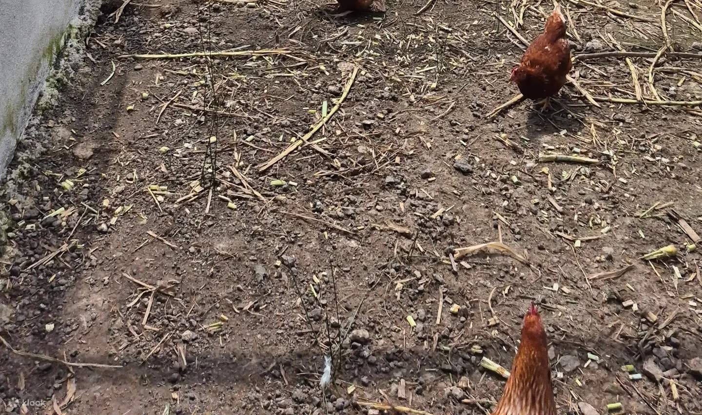 Gentle Farms Tours in Johor Bahru - Klook Singapore