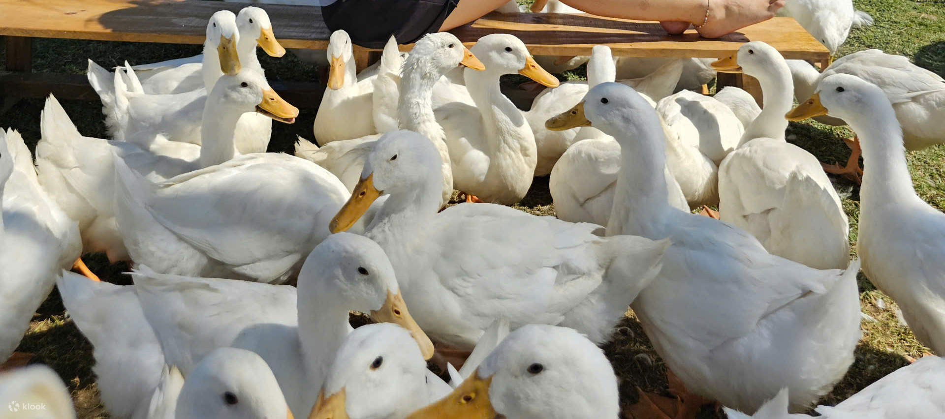 Hoi An Coconut Basket Boat Ride & Duck Farm Experience - Klook