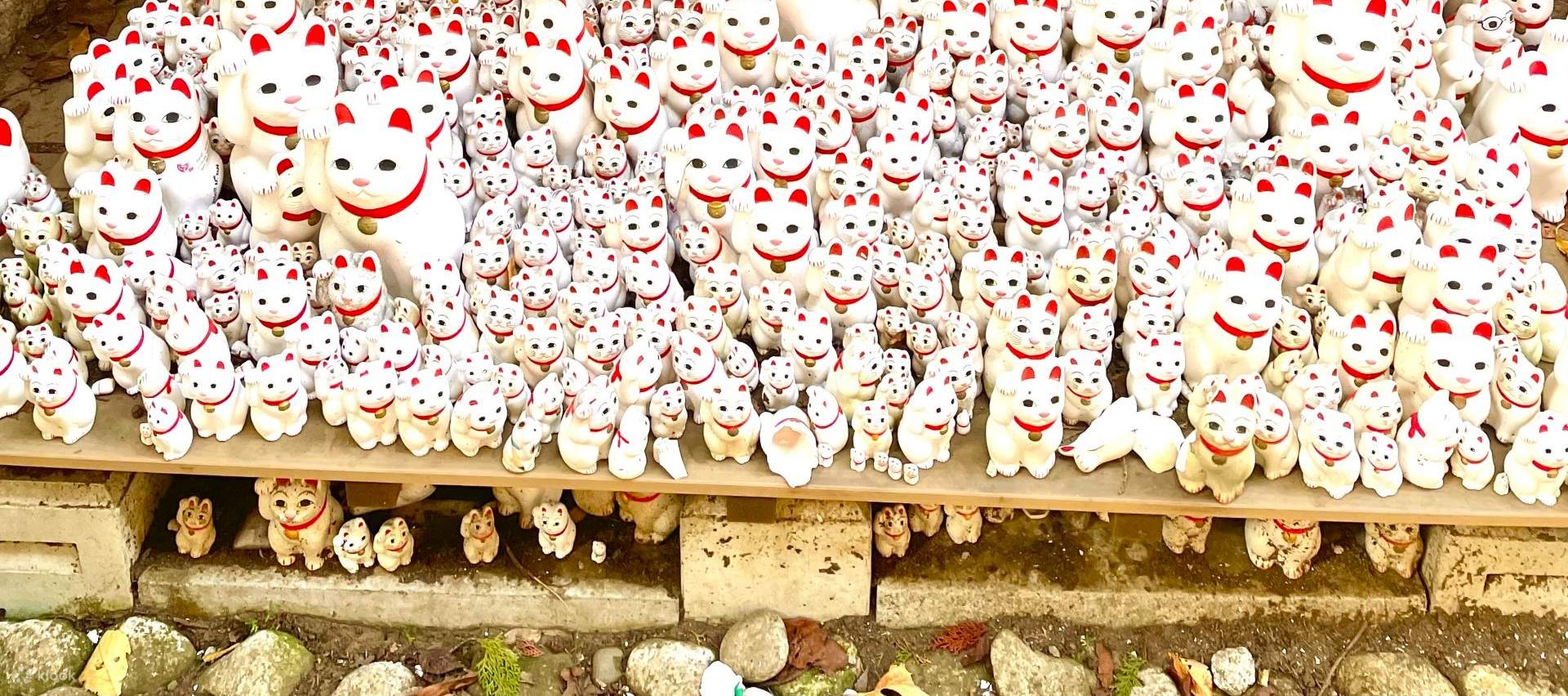 Cherry Blossom & Gotokuji Cat Temple, Shinjuku Cat Cafe, 3D Cat Tour ...