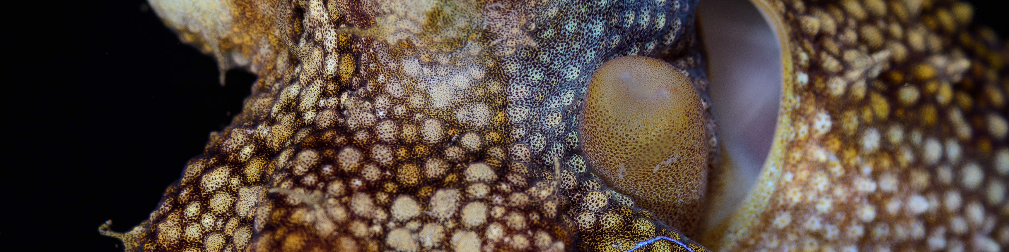 Penyelam Perairan Terbuka PADI di Lombok | CDC Bintang 5 PADI - Klook Indonesia