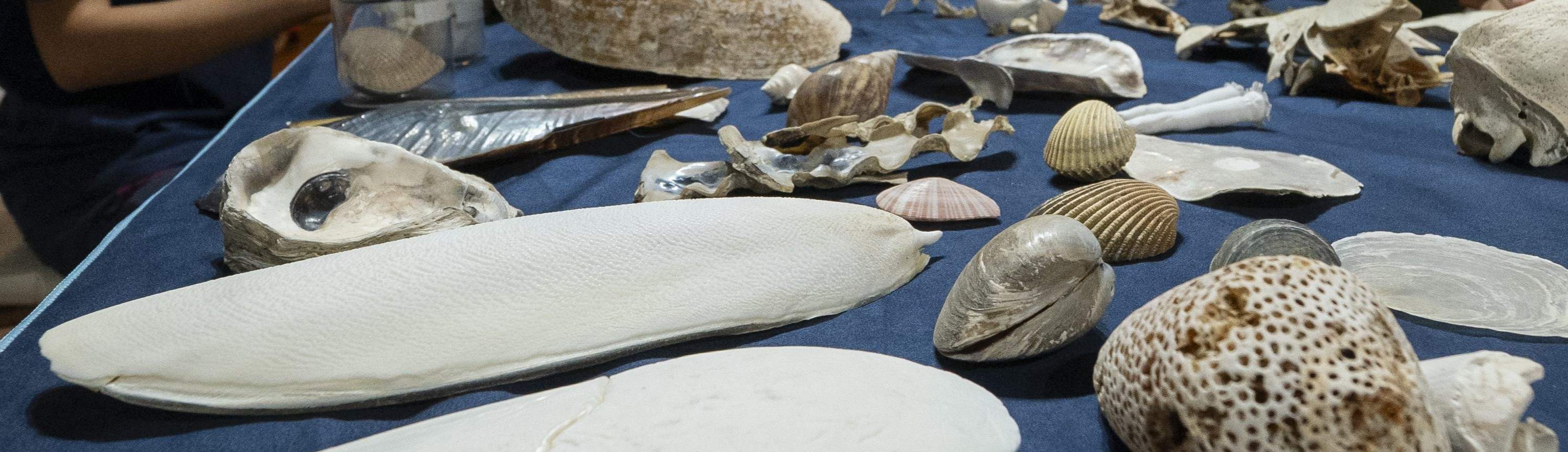 Stories from the Shore: Artefacts of Singapore’s Coastal Past - Klook ...
