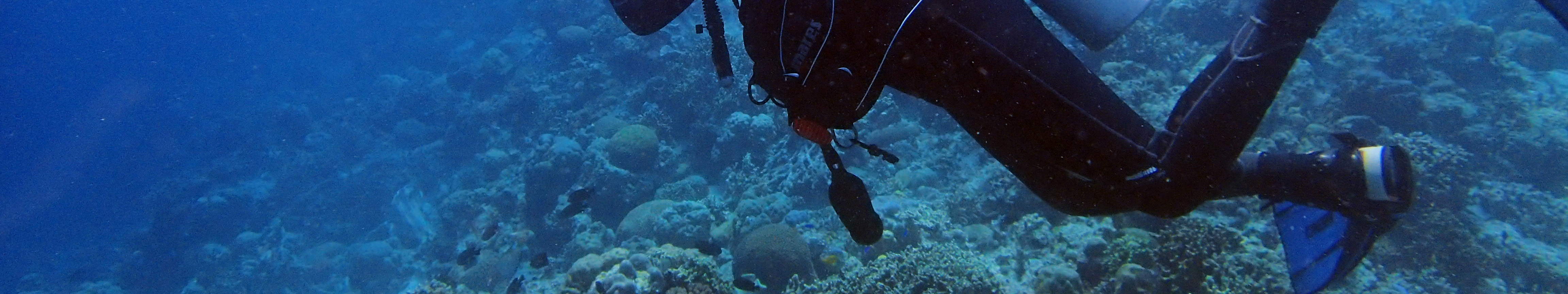 Esplora più a fondo: PADI Advanced Open Water Diver a Moalboal con PADI ...