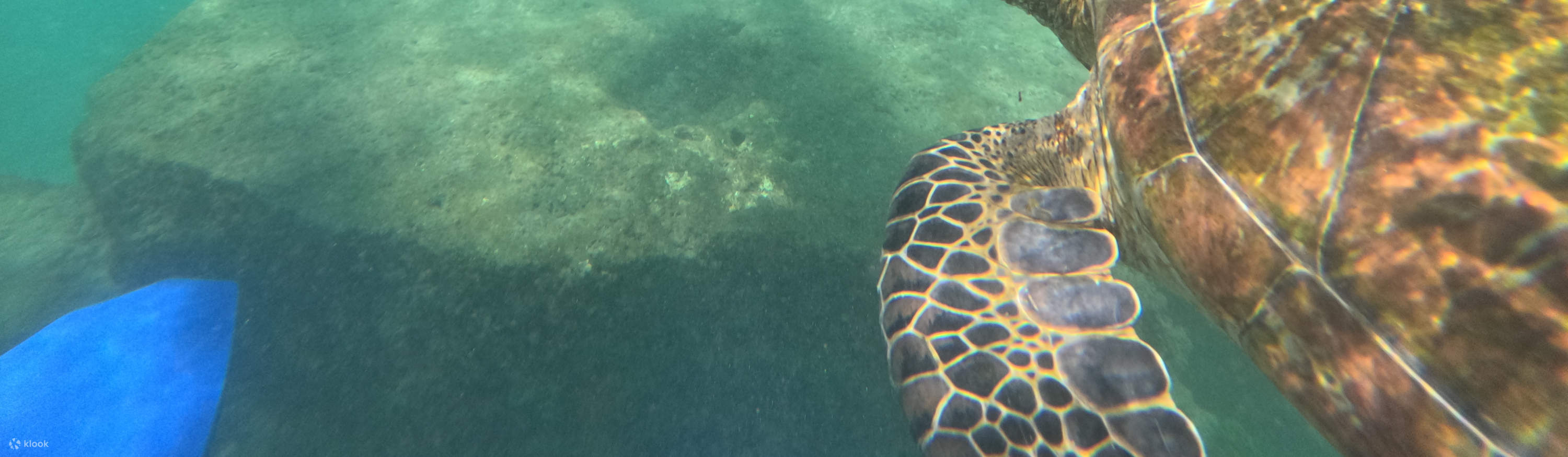 Mirissa : plongée avec tuba à la rencontre des tortues et aventure ...