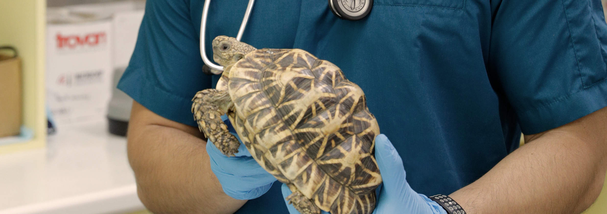 Be a Wildlife Doctor at the Mandai Wildlife Reserve Singapore - Klook