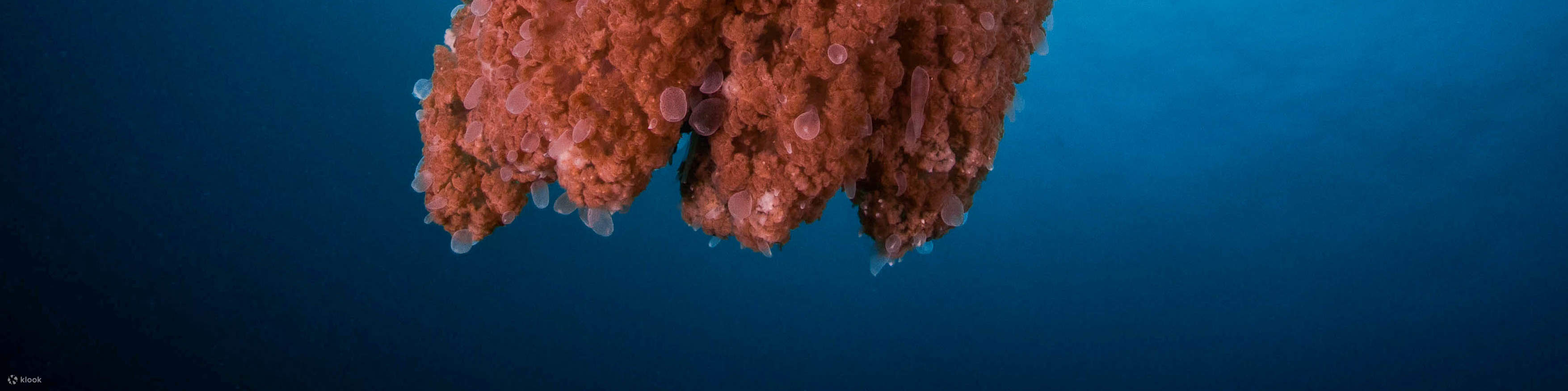 Dive into Discovery: PADI Discover Scuba Diving in Padang Bai, Bali ...