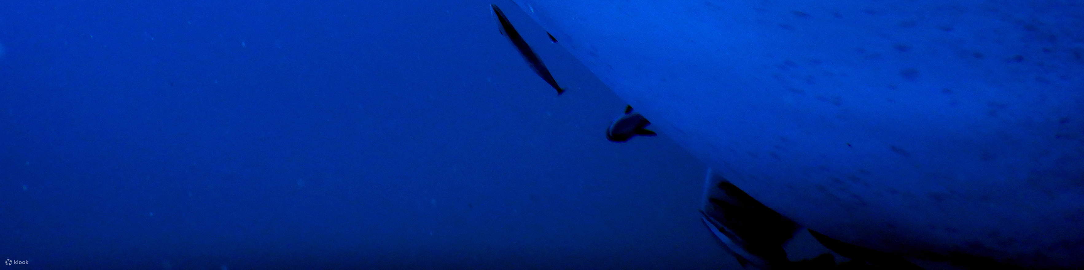 Dive Tour Sail Rock in Koh Samui with PADI 5 Star Dive Center - Klook