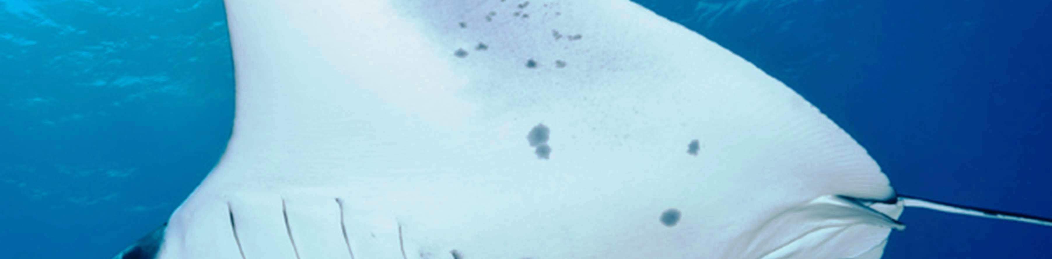 Unforgettable Snorkeling at Nusa Penida Manta Point with PADI 5 Star ...