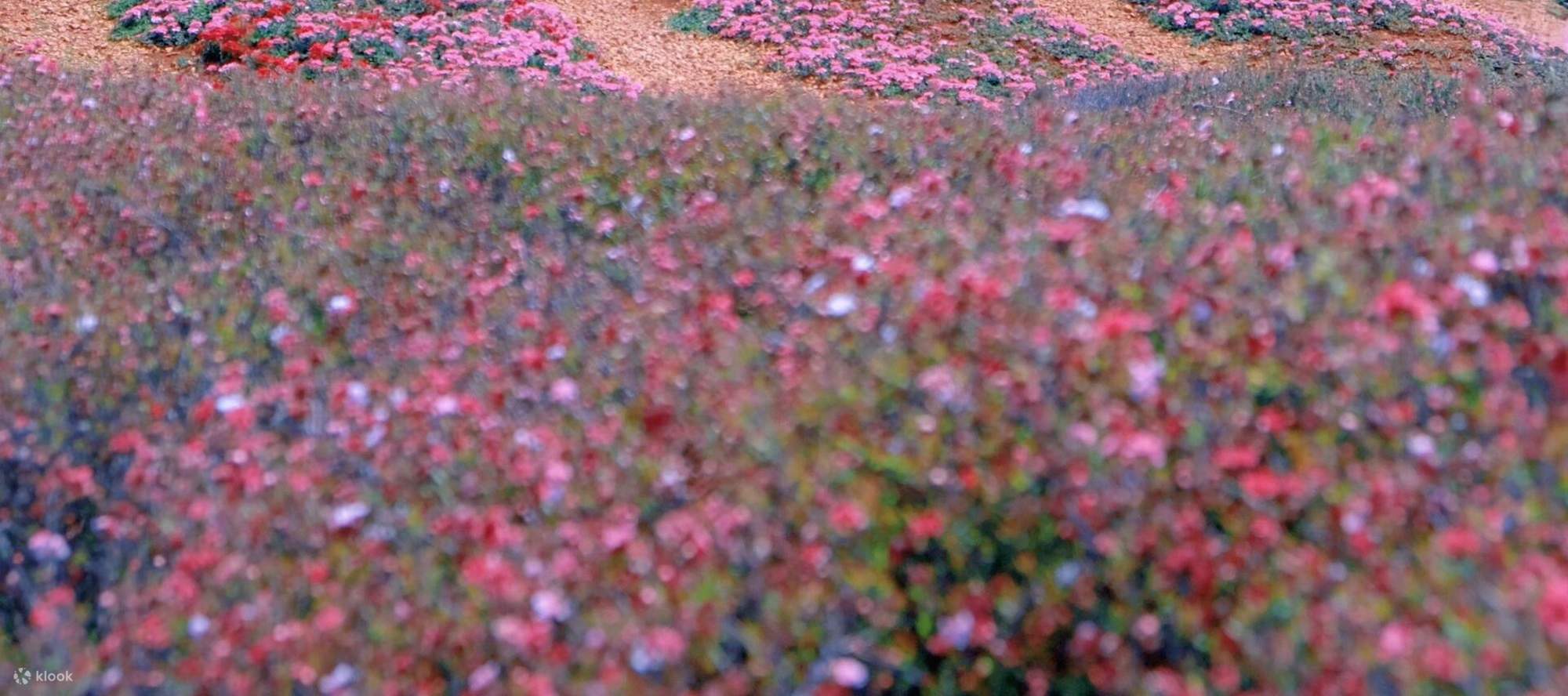Pure Fuxian Lake Day Tour in Yunnan (Fuhai Bay Wetland Park + Hongzui ...