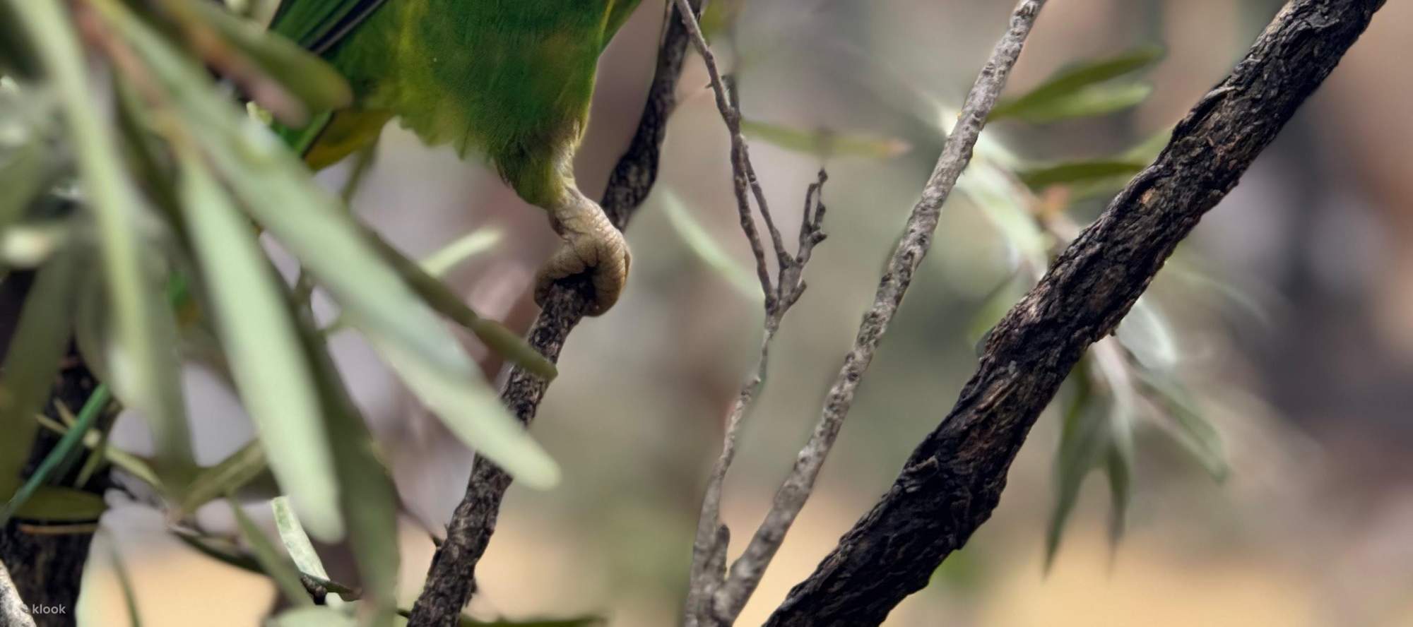 Australian Wildlife, Blue Mountains & Scenic World Private Tour - Klook ...