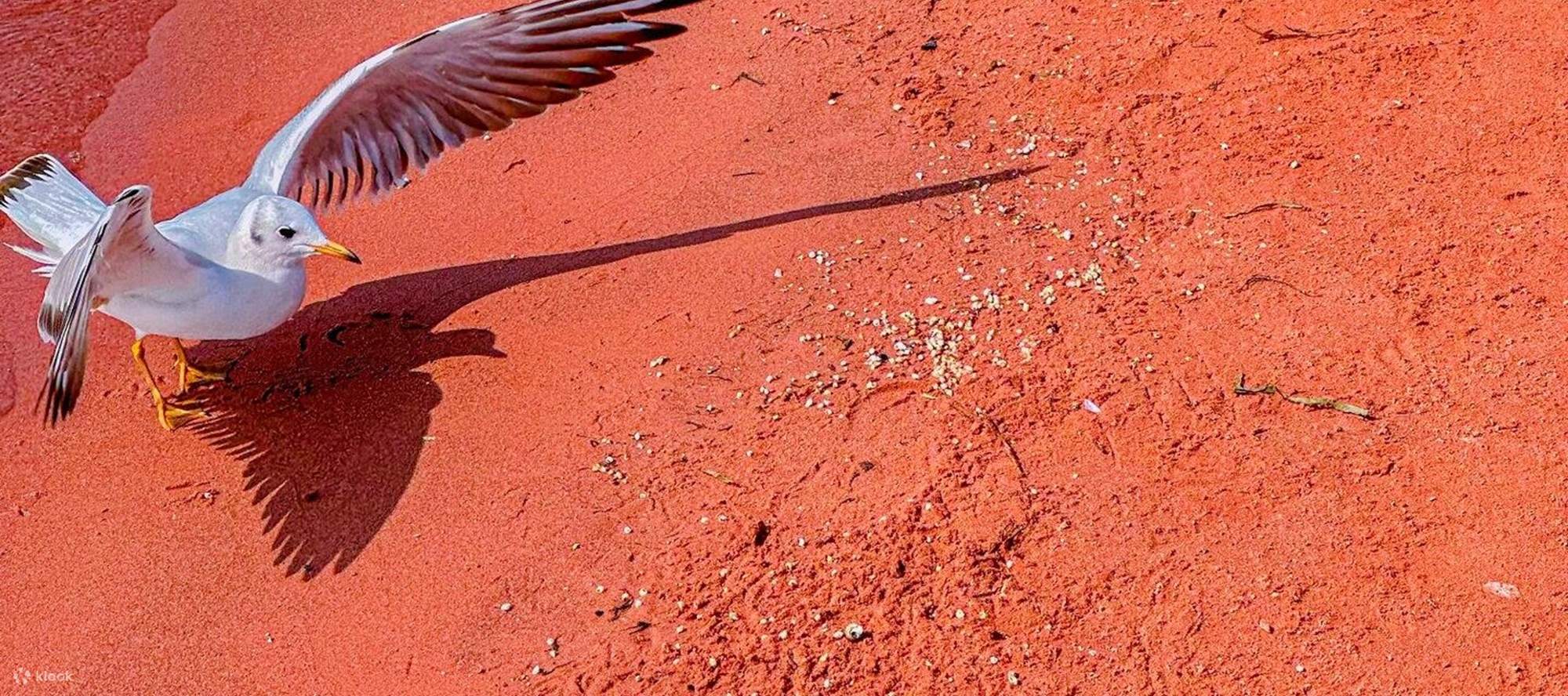 Pure Fuxian Lake Day Tour in Yunnan (Fuhai Bay Wetland Park + Hongzui ...