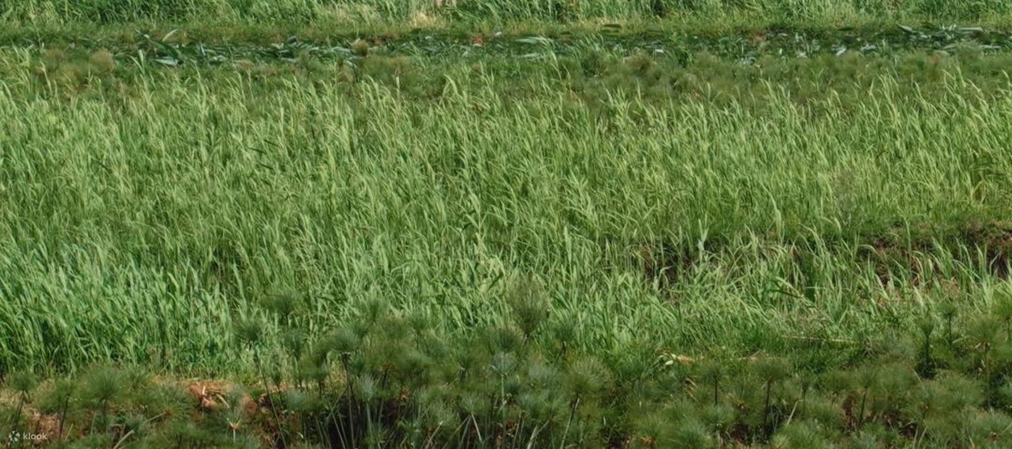 Pure Fuxian Lake Day Tour in Yunnan (Fuhai Bay Wetland Park + Hongzui ...