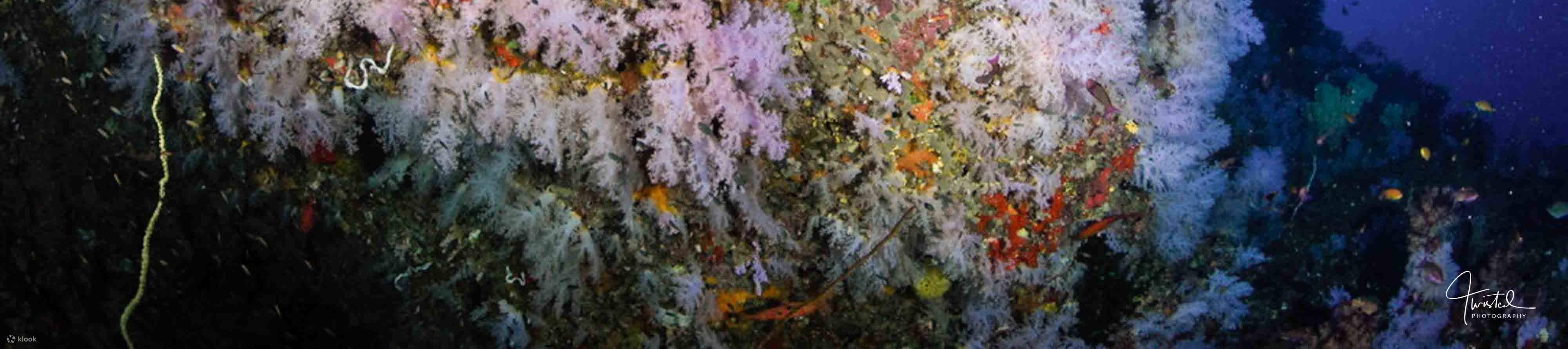 Explore Rainbow Reef Diving in Fiji Islands with PADI Freediver Center ...