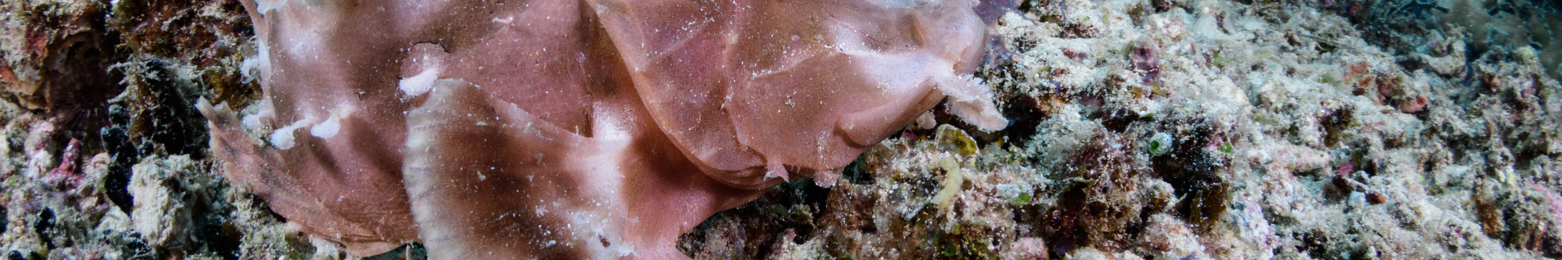 Penyelam Perairan Terbuka PADI di Lombok | CDC Bintang 5 PADI - Klook Indonesia