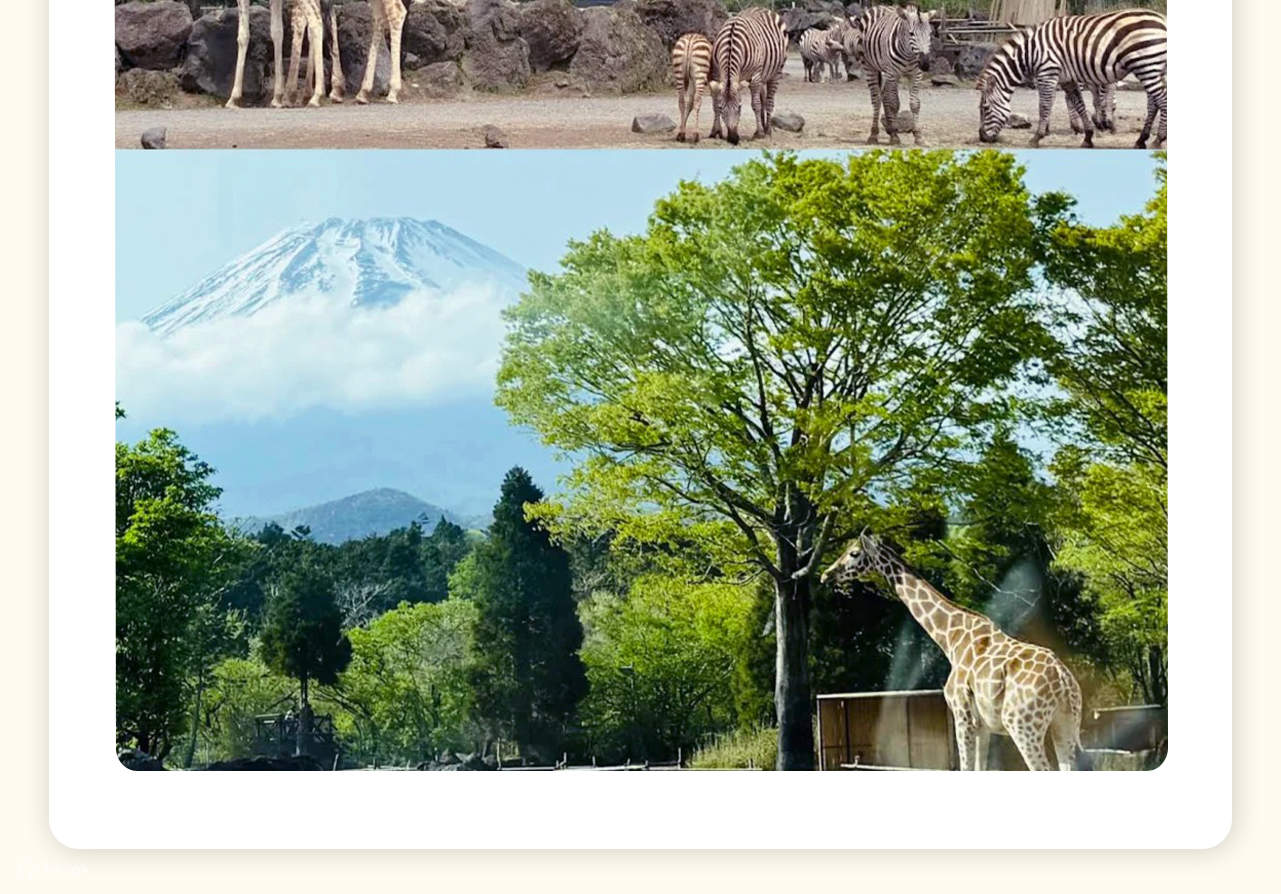 One-day tour of Fuji Safari Park, Oshino Hakkai, and Oishi Park - Klook