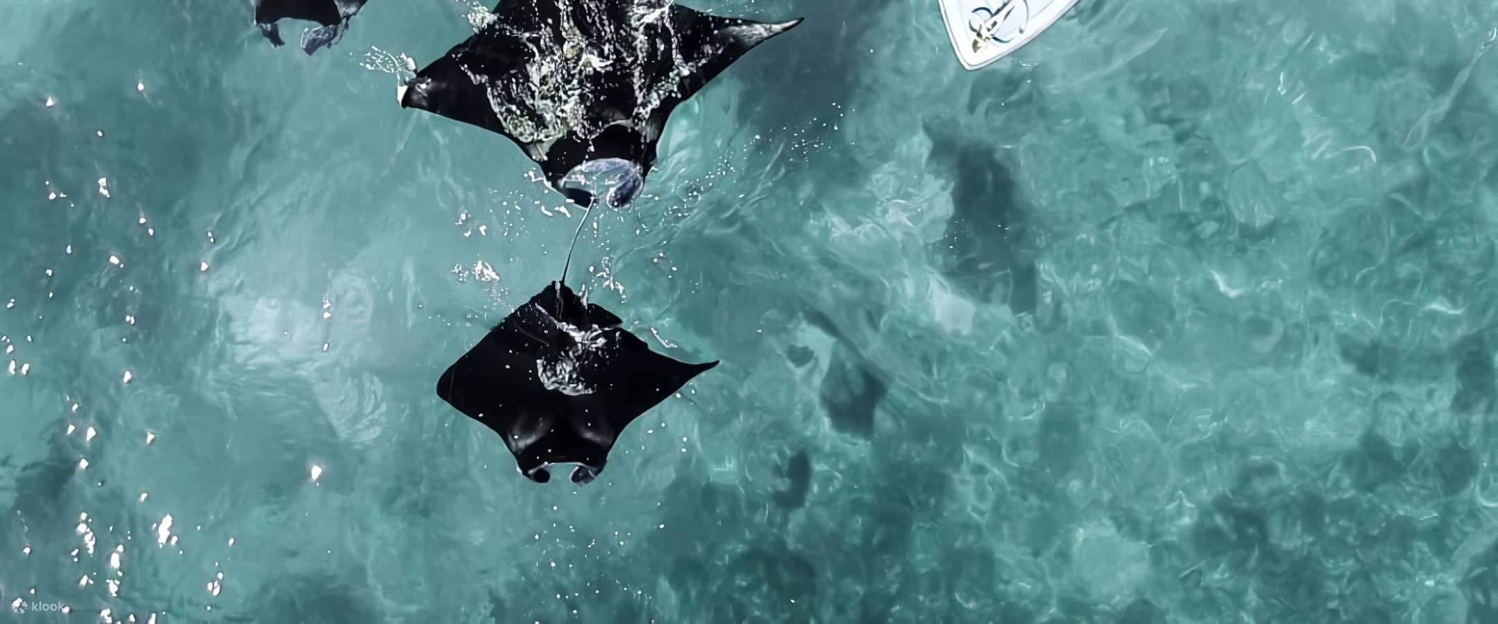 Full Day Komodo Speedboat Tour from Labuan Bajo by MK Express - Klook Malaysia