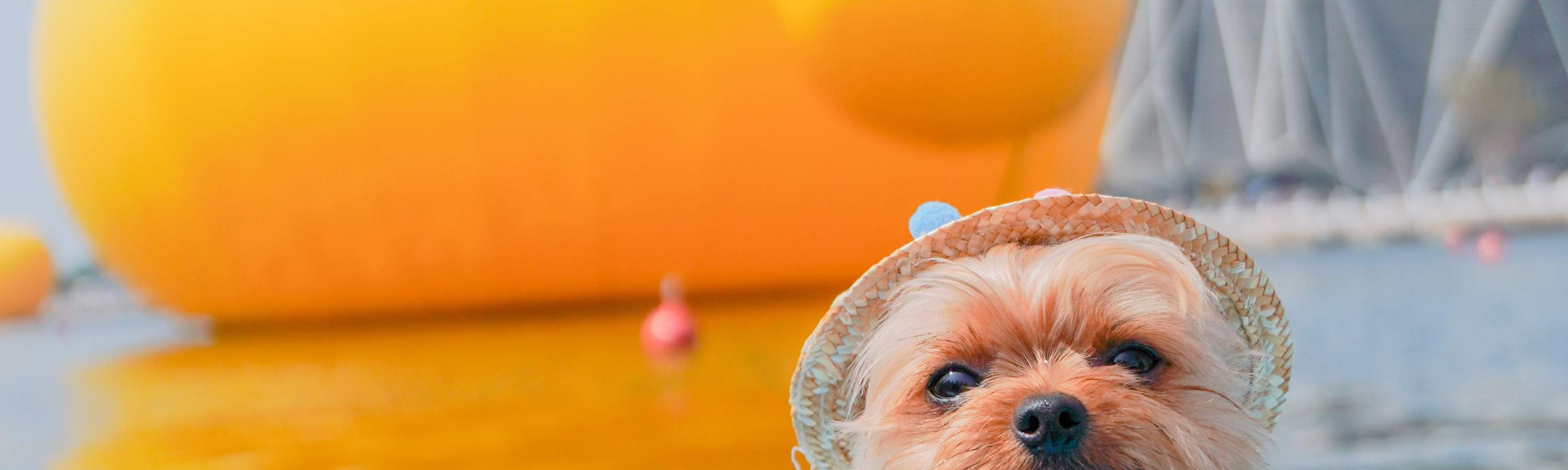 Love River SUP Stand Up Paddle Experience - Klook