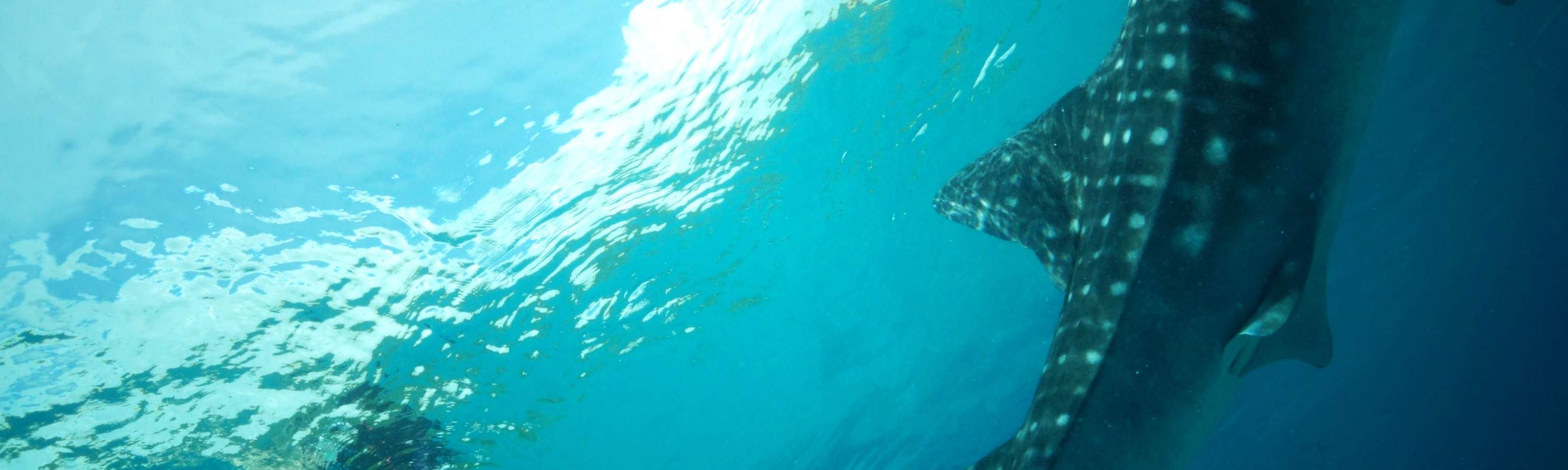 Whale Shark Encounter, Sumilon Sandbar, dan Canyoneering di Kawasan ...