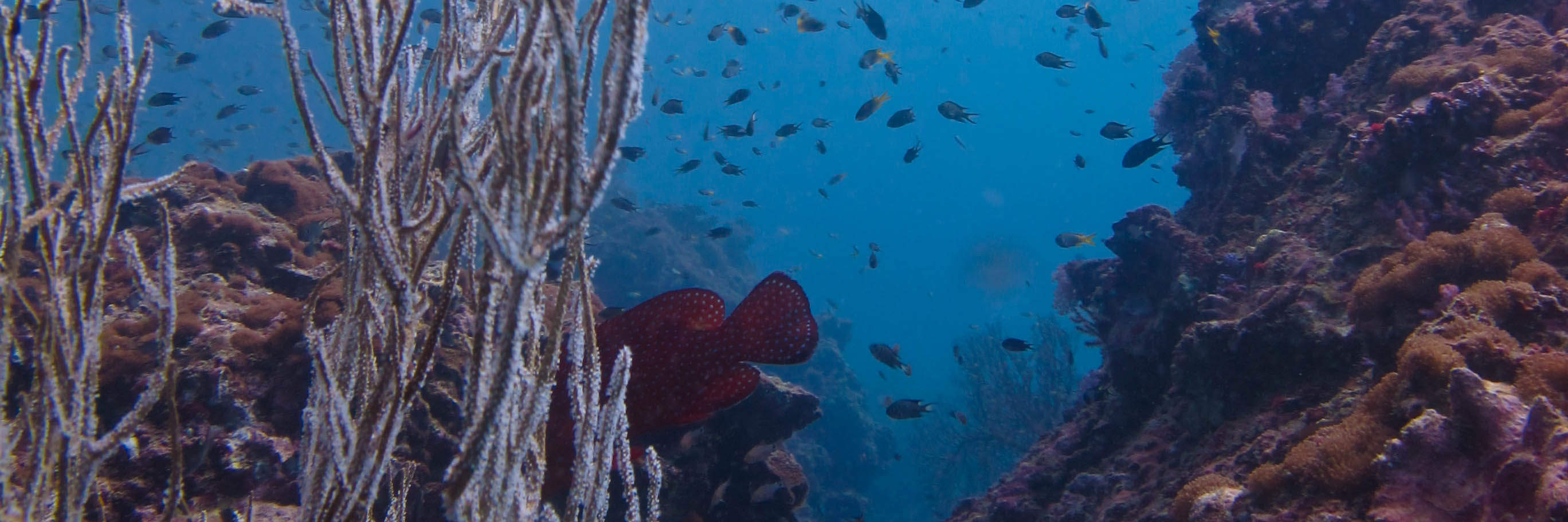 Experience Scuba Diving with Pool Training at a PADI 5 Star Dive Resort ...