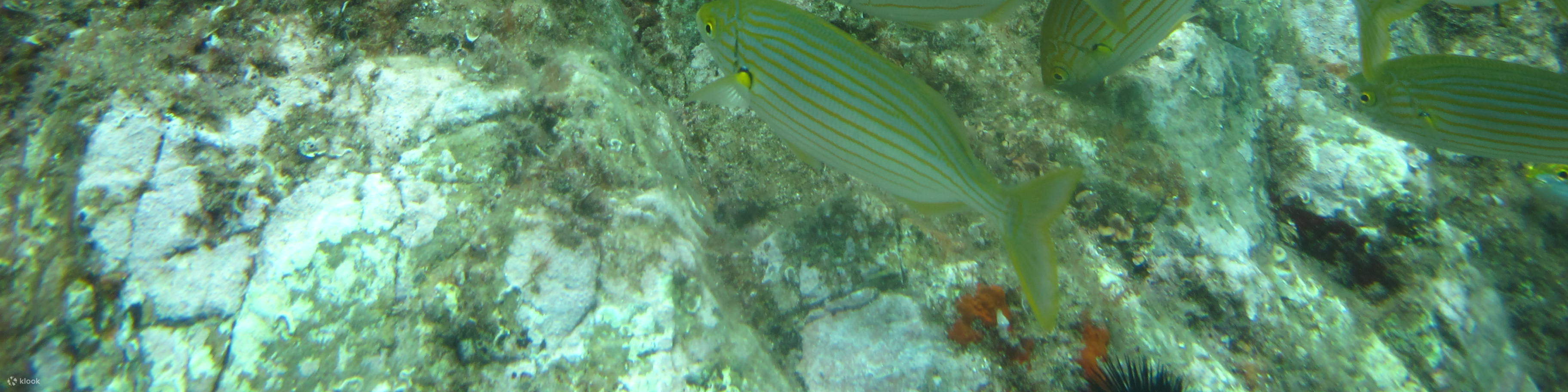 PADI Open Water Diver [eLearning] in Catalonia with PADI 5 Star IDC ...