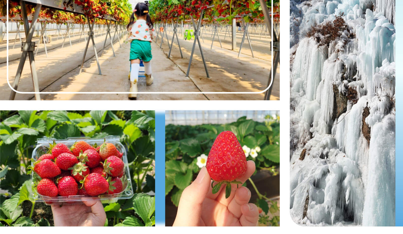 Eobi Ice Valley & Alpaca & Strawberry & Nami & Lighting Festival - Klook