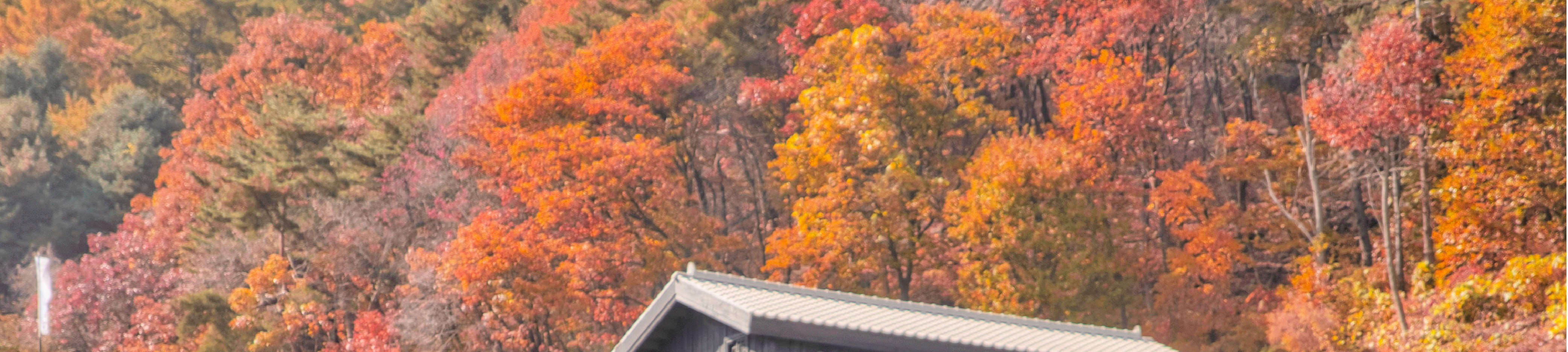 Nami Island & Nijimori Japan & Morning Calm & Railbike & Alpaca - Klook