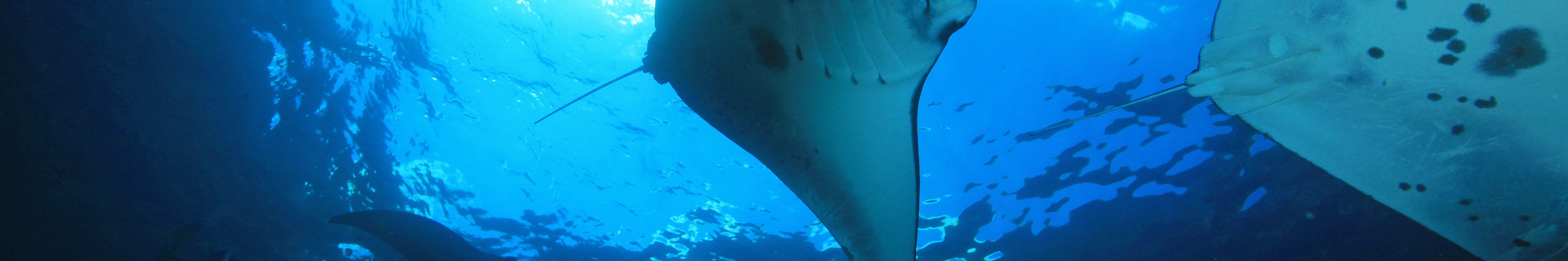 Dive Into Excitement: Fun Dive in Bali with PADI 5 Star IDC Resort - Klook