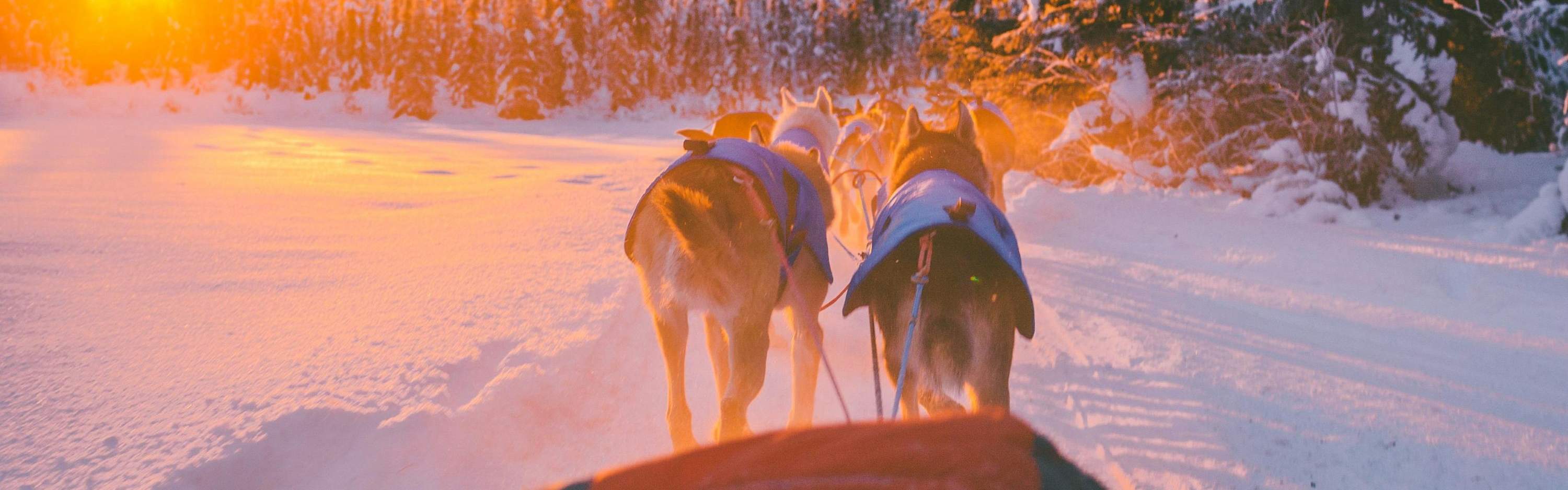 Rovaniemi Self Drive Husky Experience with husky petting - Klook New ...