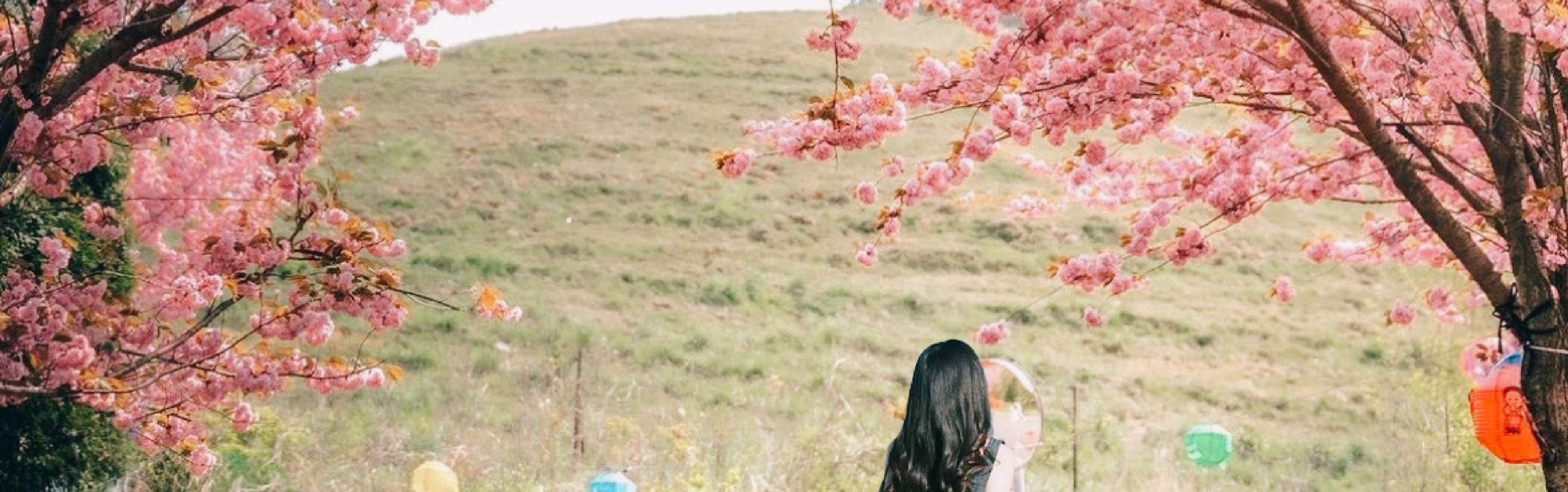 Cherry Blossom Suwon Hwaseong Fortress Tour from Seoul - Klook