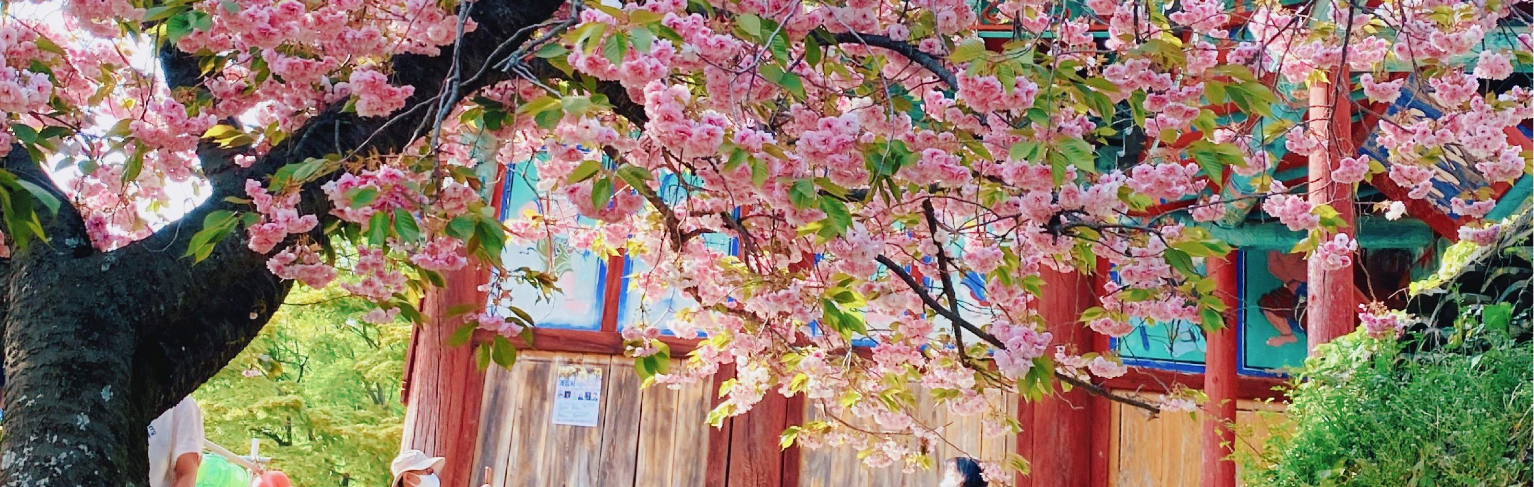 Cherry Blossom Suwon Hwaseong Fortress Tour from Seoul - Klook India