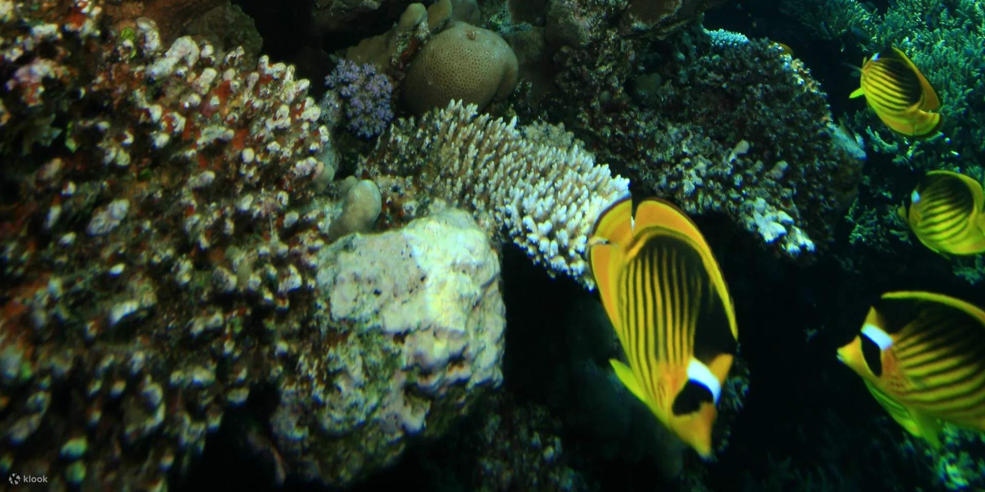 乘船遊覽達哈卜的 Gabr-El-Bint 國家公園 - 與 PADI 5 星級 IDC 度假村一起探索美麗 - Klook 客路