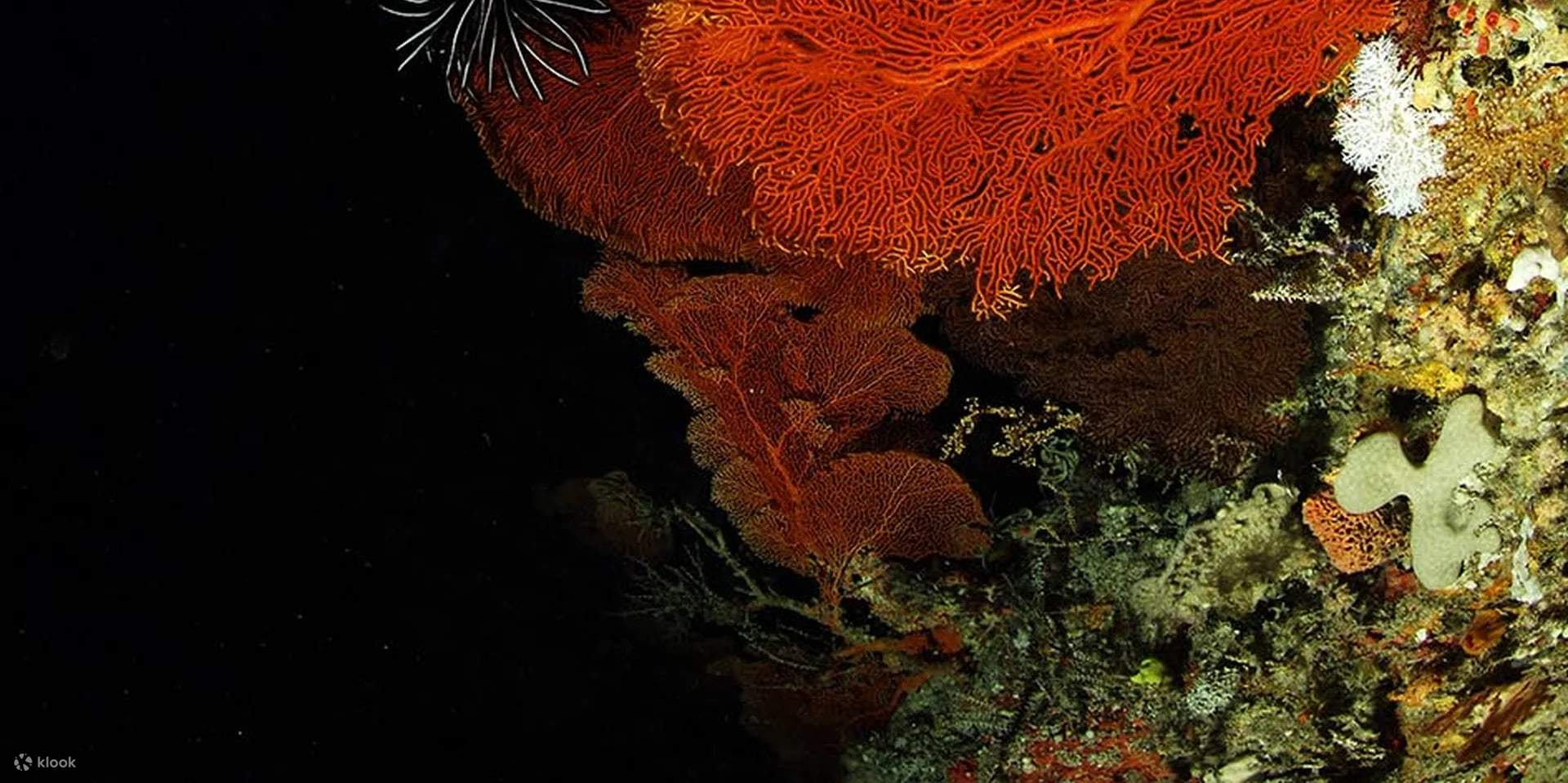 Selami Sertifikasi Penyelam Udara yang Diperkaya di Koh Lanta dengan ...