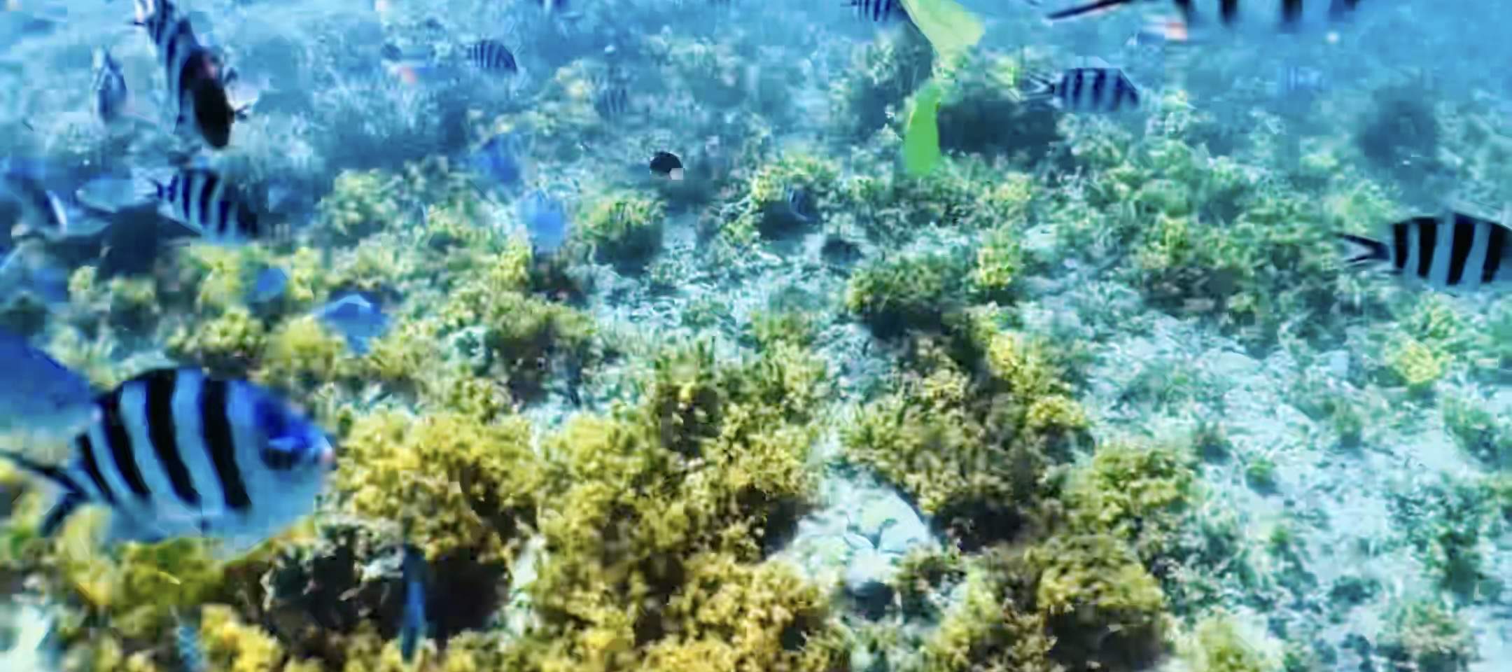 Jet Ski Tour 180-Minute Course (No License Required): Snorkeling ...