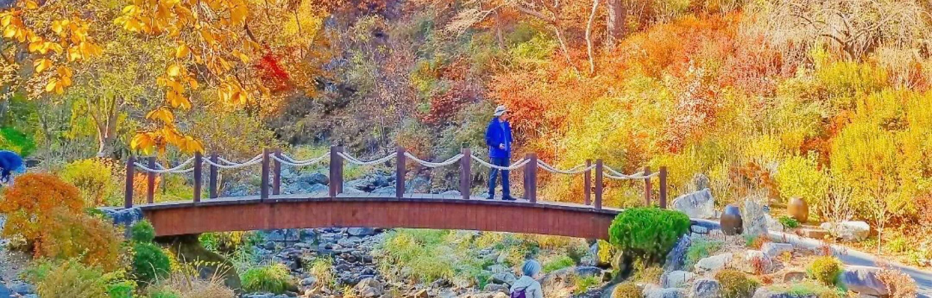 Nami Island & Nijimori Japan & Morning Calm & Railbike & Alpaca - Klook