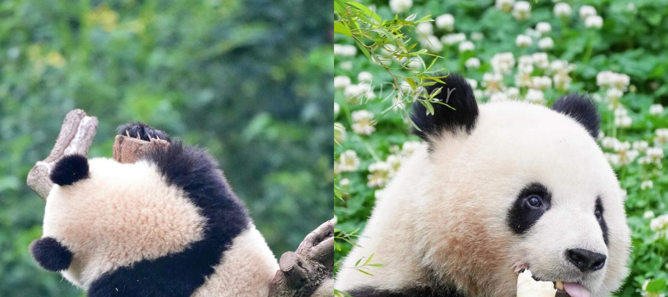 Sichuan Chengdu Giant Panda Park + Dujiangyan 1-day tour (English in ...