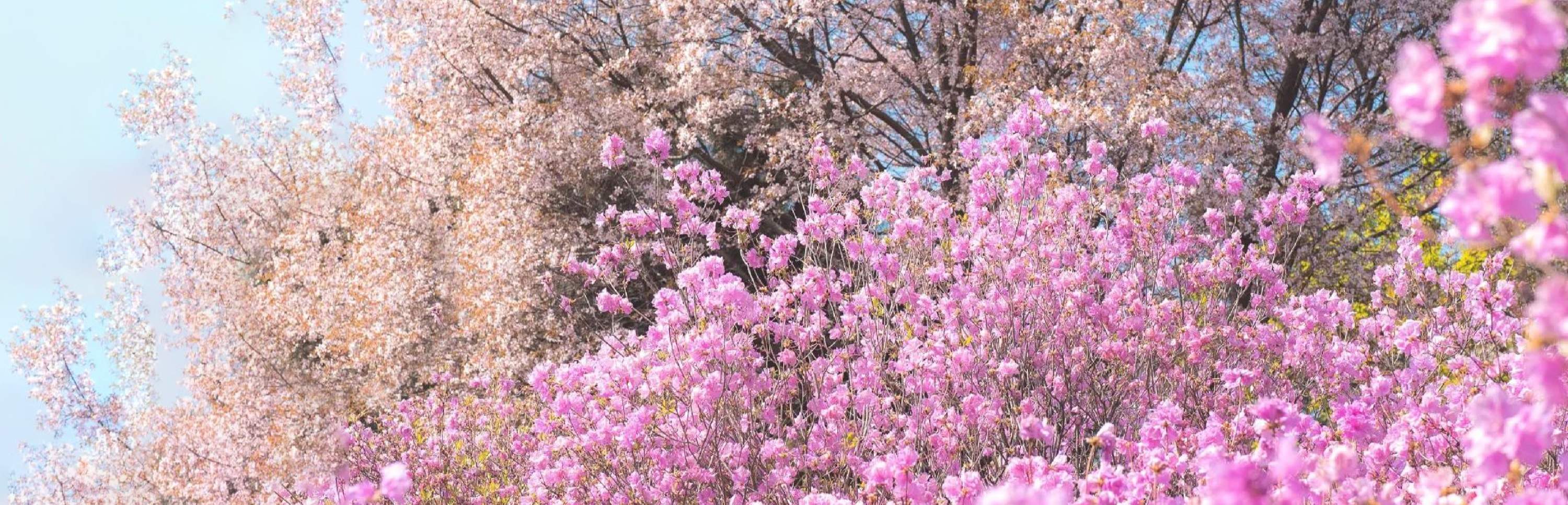 Cherry Blossom Suwon Hwaseong Fortress Tour from Seoul - Klook United ...
