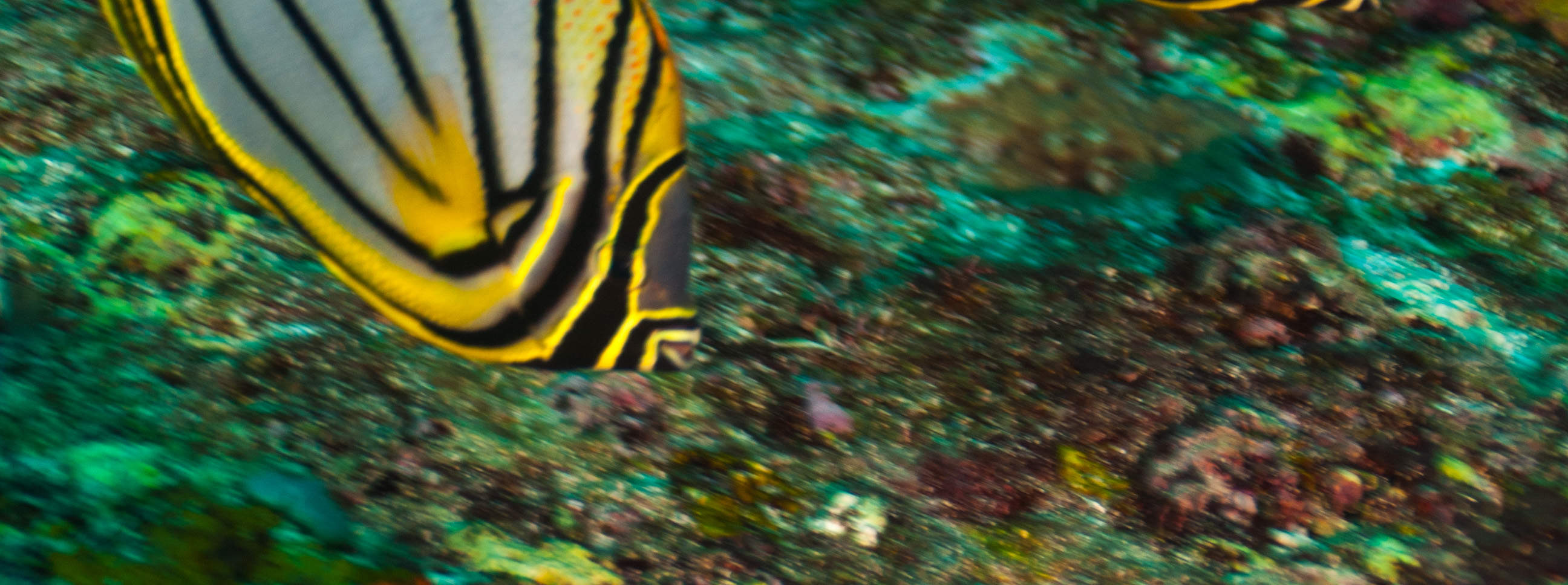 Experience an Unforgettable Single Dive Trip in Gili Trawangan with Our ...