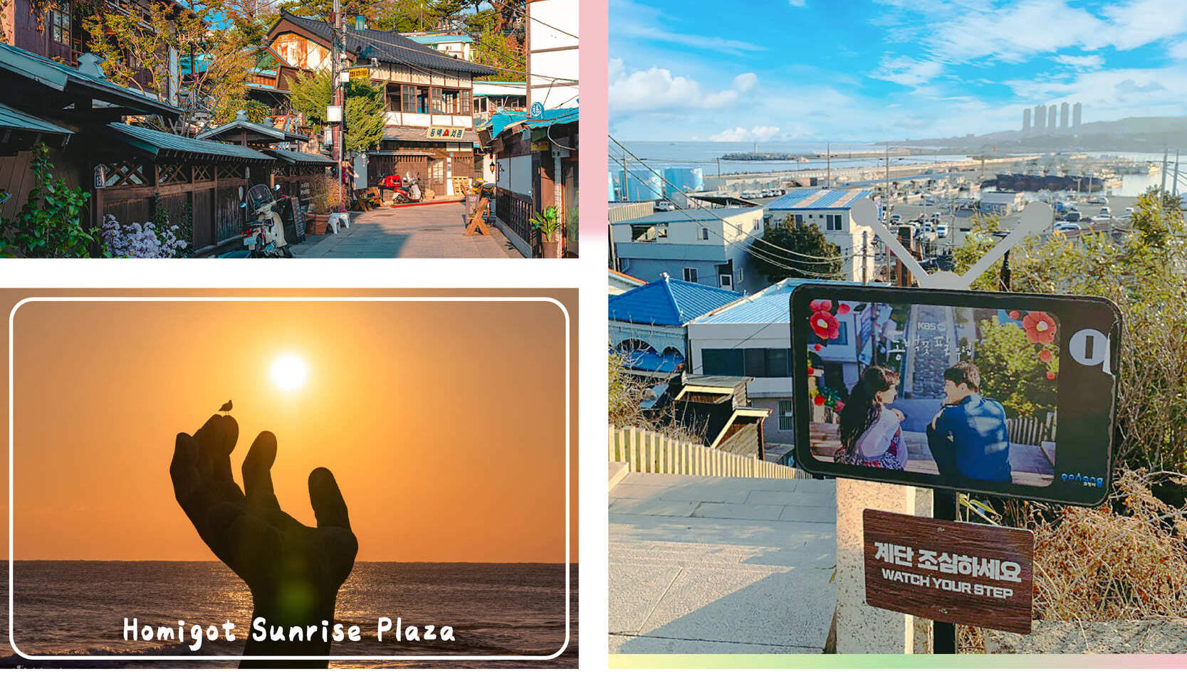 Pohang Space Walk x Cherry Blossom, Guryongpo, Homigot Canola Flower ...