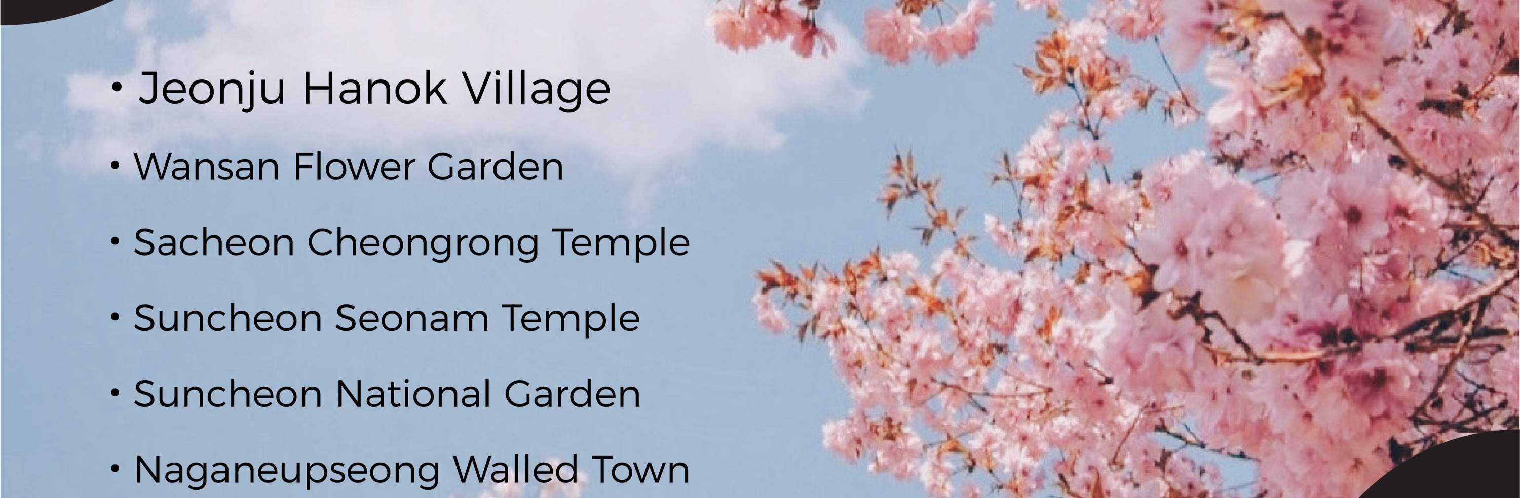 King Cherry Blossom Tour from Busan - Klook Philippines