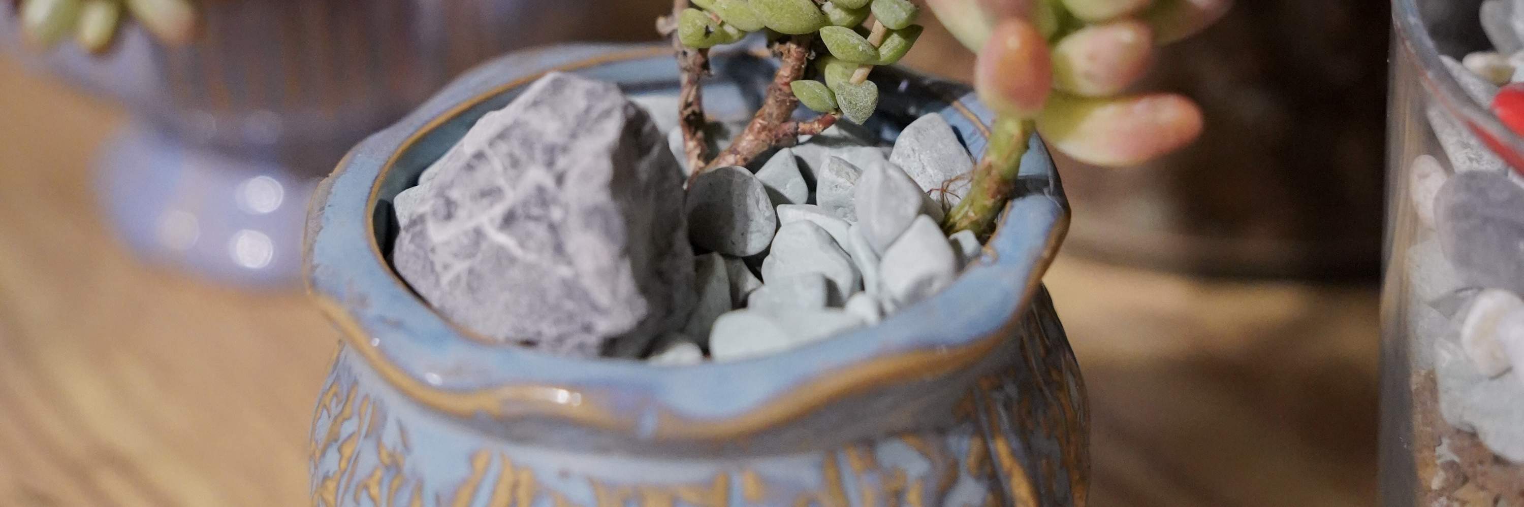 Myosotis.flower - Succulent Plant Potting Workshop - Klook