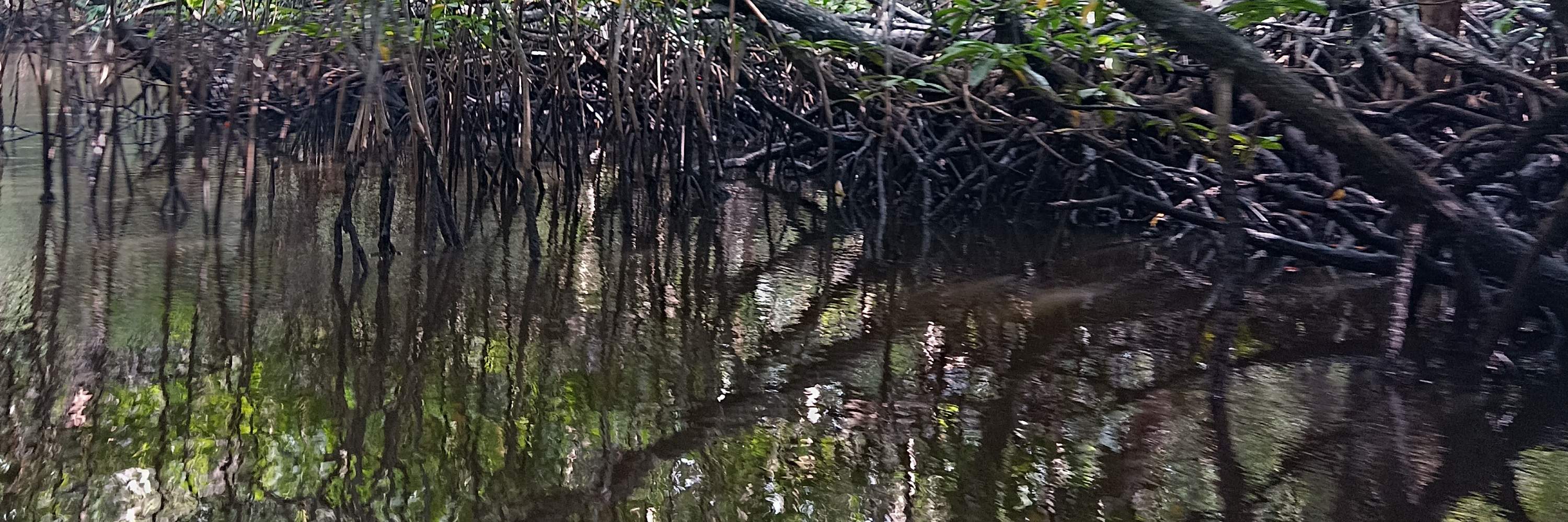 Bintan Mangrove or Fireflies Tour - Klook Singapore